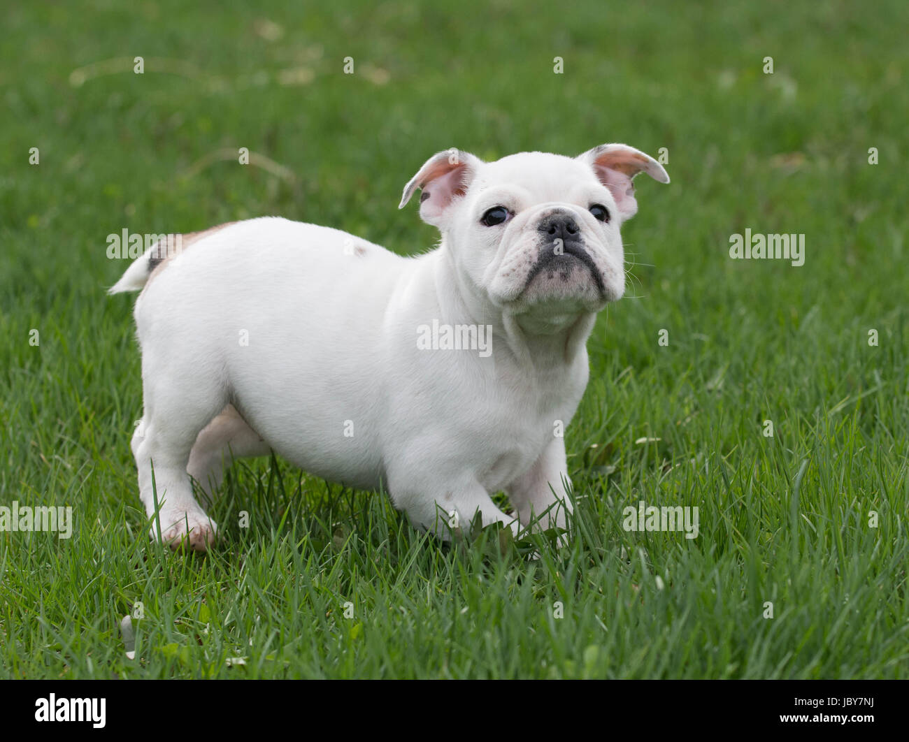 8 Weeks Beabull Puppies