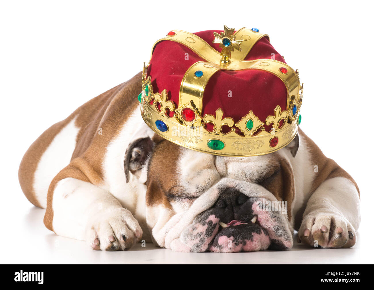 dog wearing crown isolated on white - english bulldog Stock Photo - Alamy