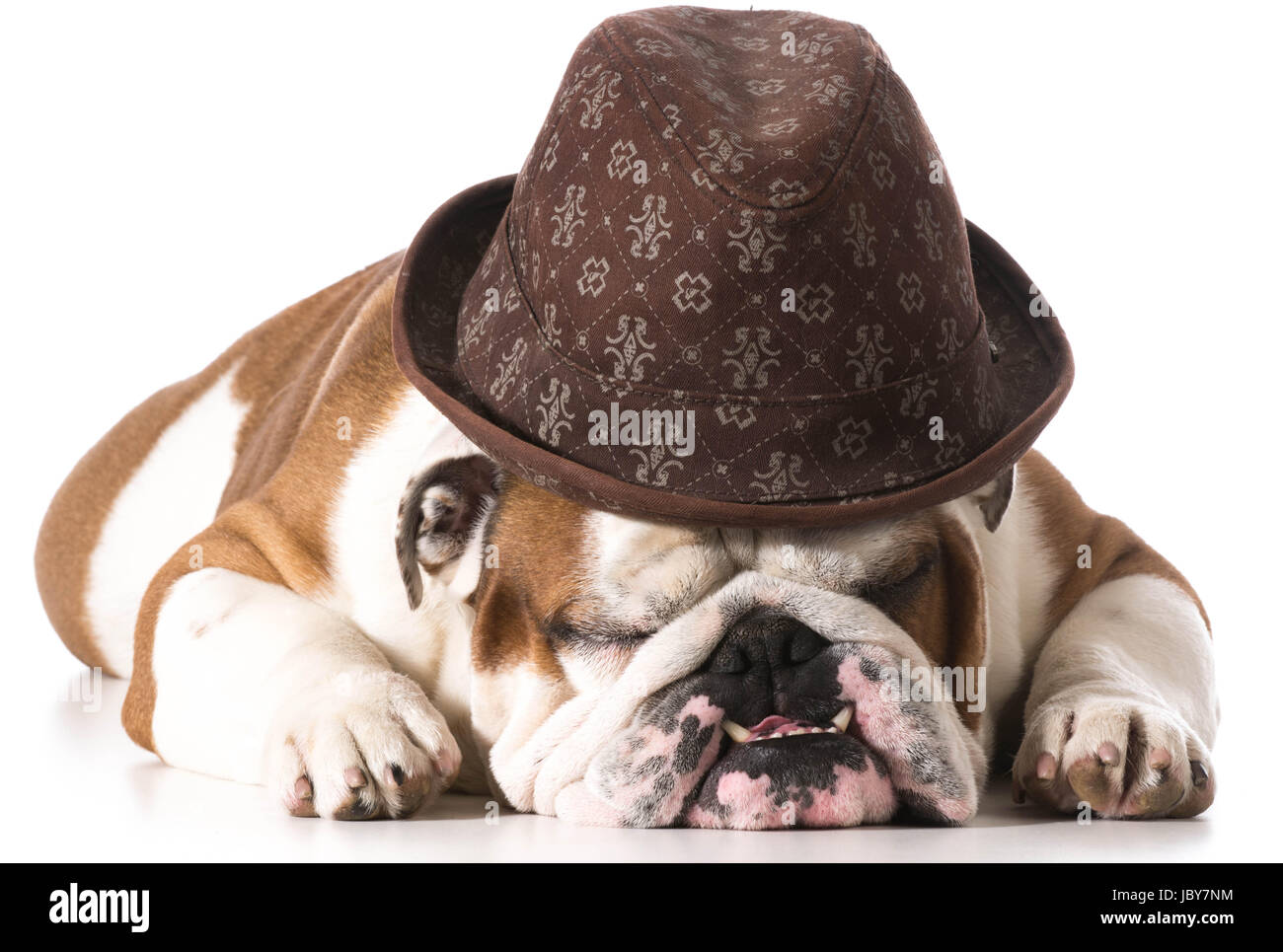 dog wearing fedora isolated on white background - english bulldog Stock ...