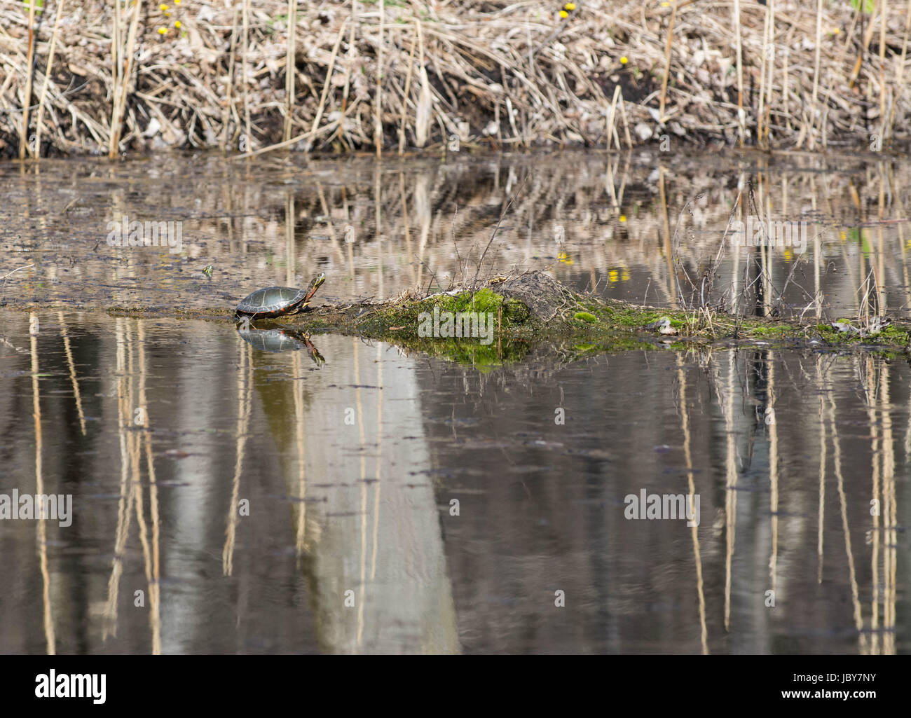 turtle sunning on a log in a marsh Stock Photo - Alamy