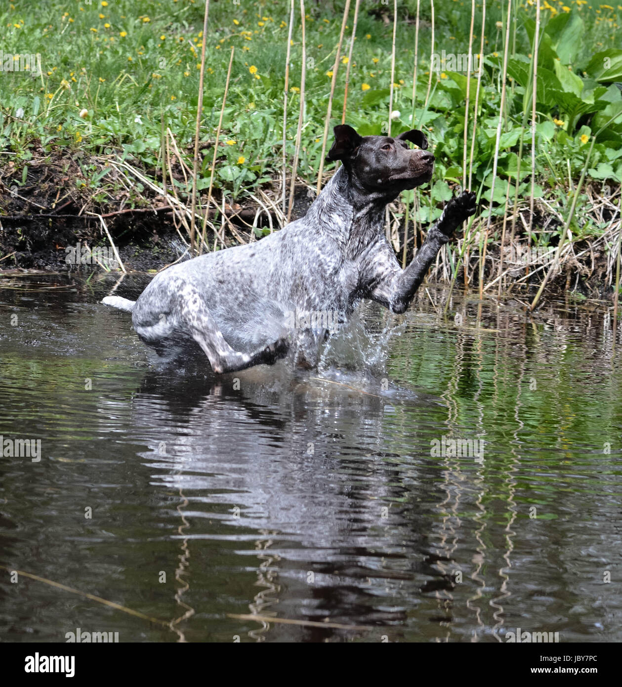 Jumping german shorthaired pointer hi-res stock photography and images ...