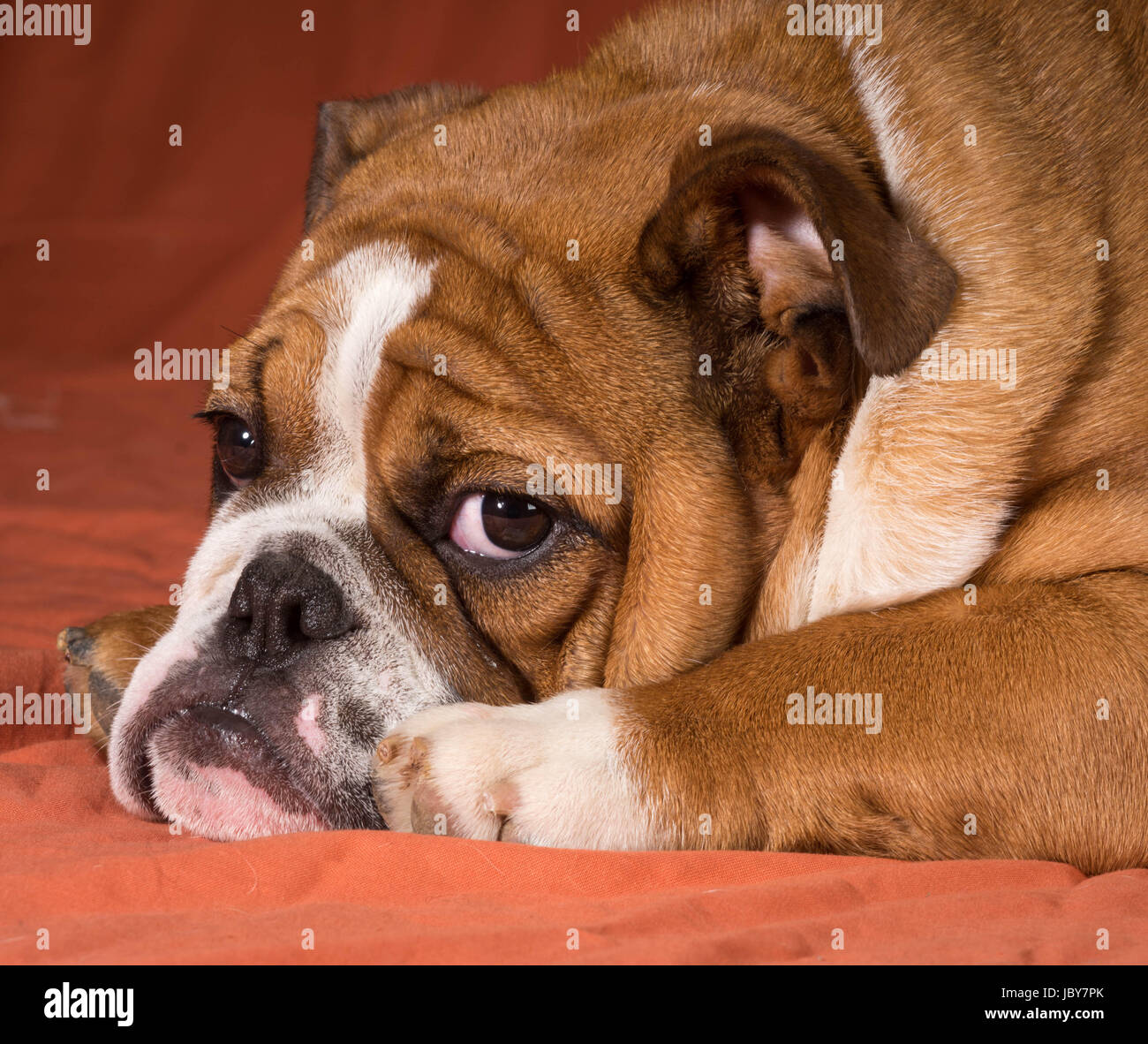 English bulldog puppy laying down hi-res stock photography and images ...