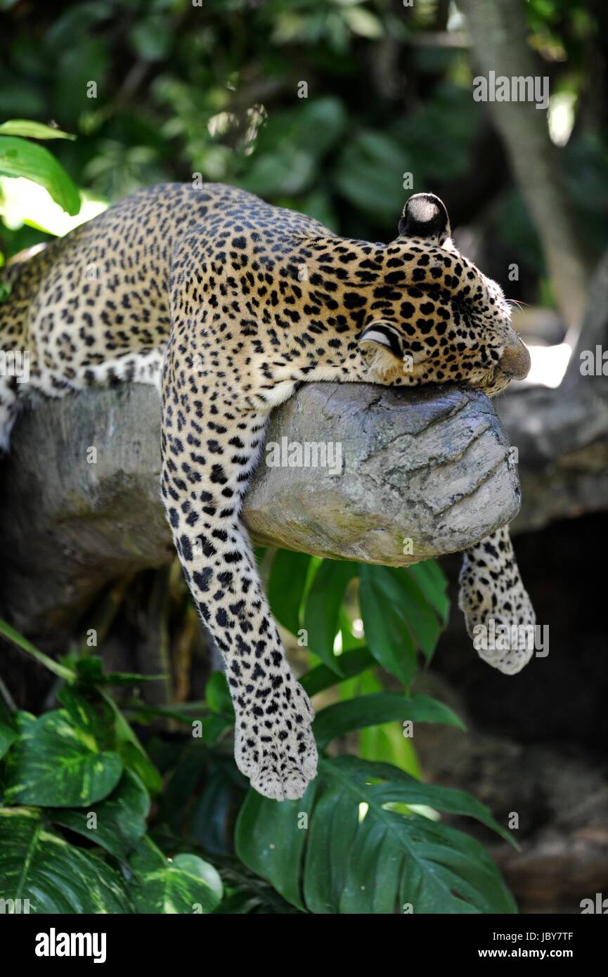 A close up shot of an African Leopard Stock Photo - Alamy