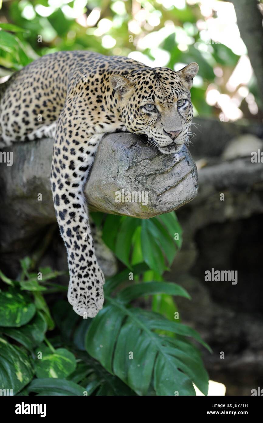 A close up shot of an African Leopard Stock Photo - Alamy