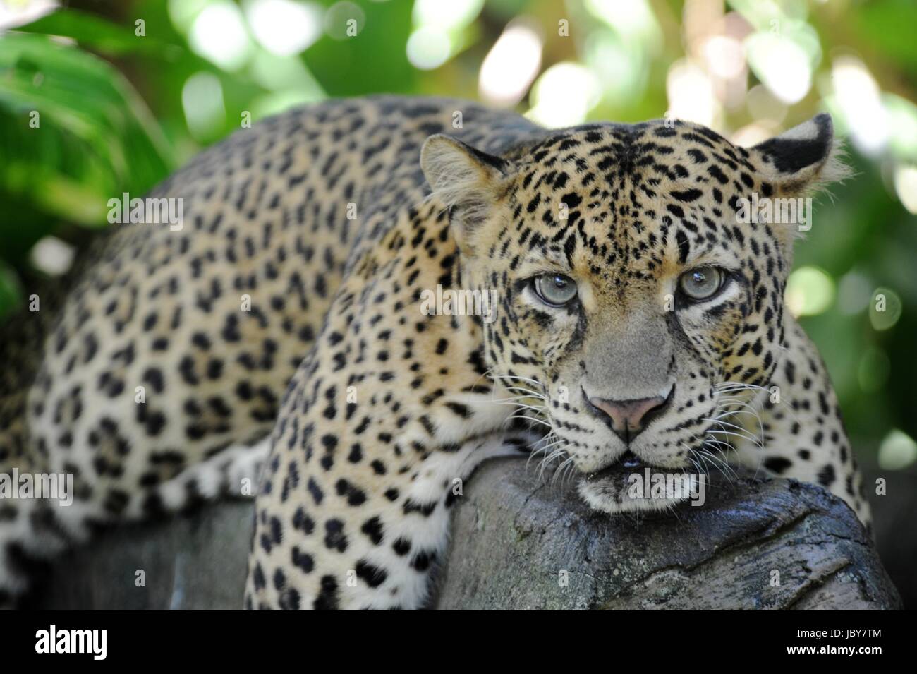 A close up shot of an African Leopard Stock Photo - Alamy