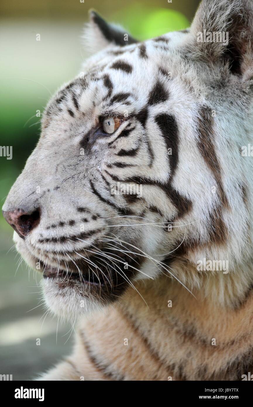 A close up shot of a white Tiger Stock Photo - Alamy