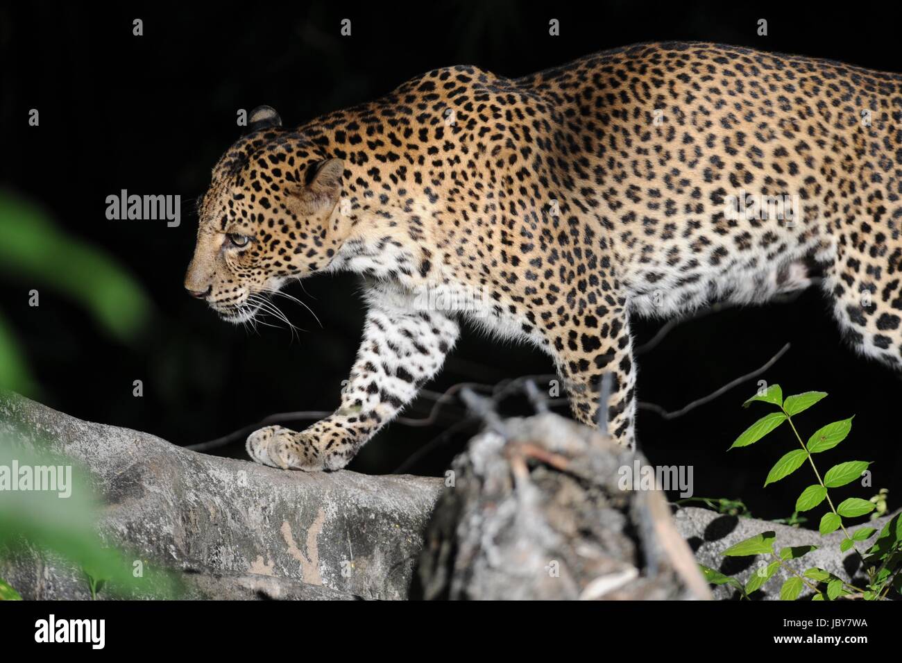 A close up shot of an African Leopard Stock Photo - Alamy