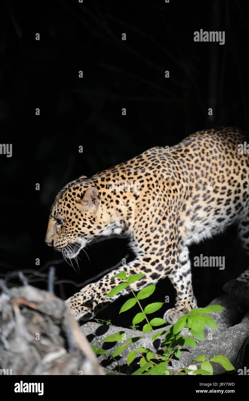 A close up shot of an African Leopard Stock Photo - Alamy