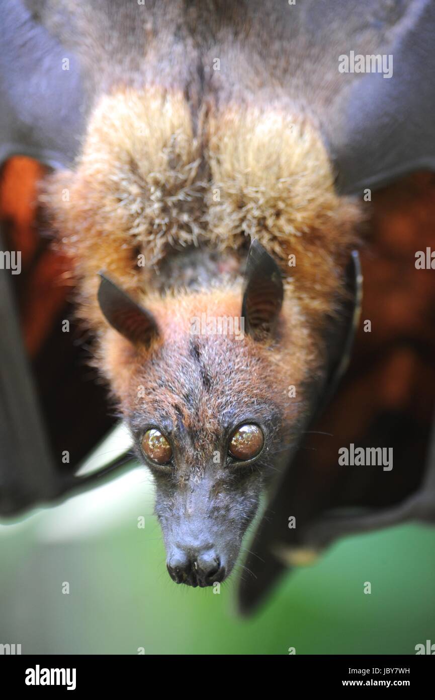 A close up Shot of an Australian Flying Fox Stock Photo - Alamy