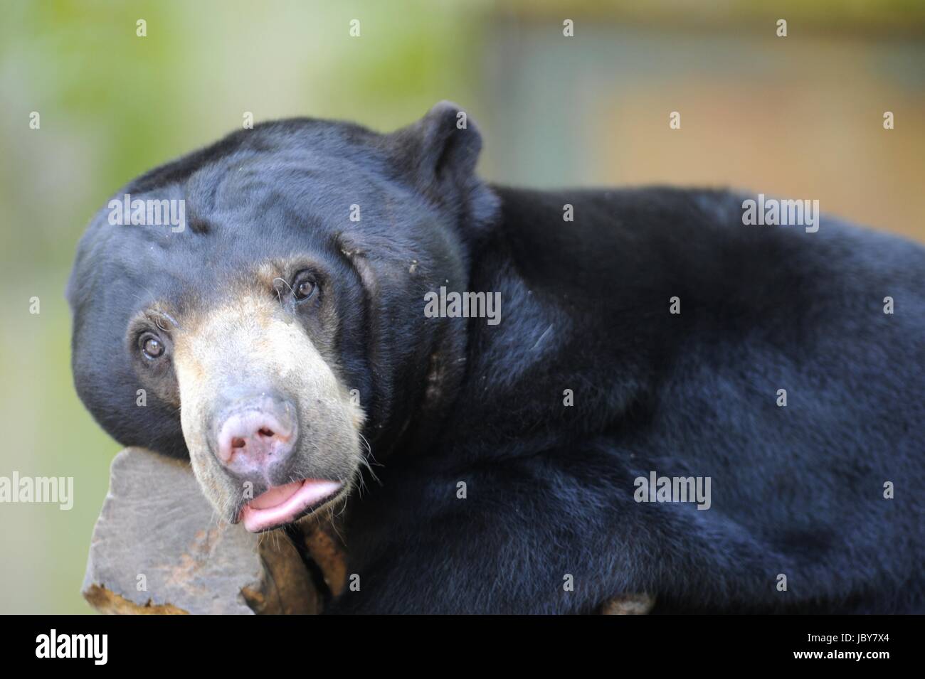 A close up shot of a wild Sun Bear Stock Photo - Alamy