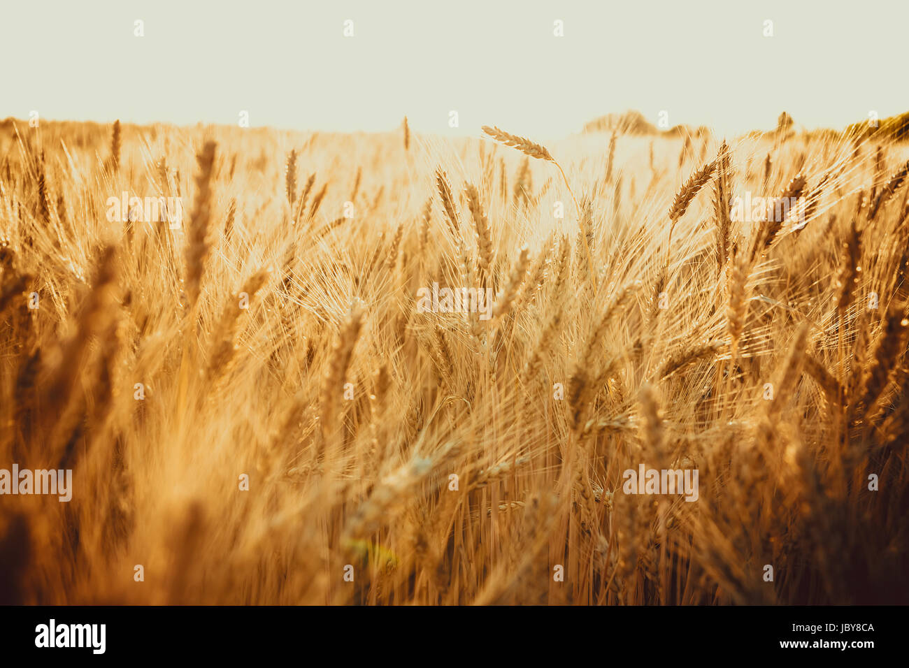 Gold Wheat Field. Beautiful Nature Sunset Landscape. Background of ...