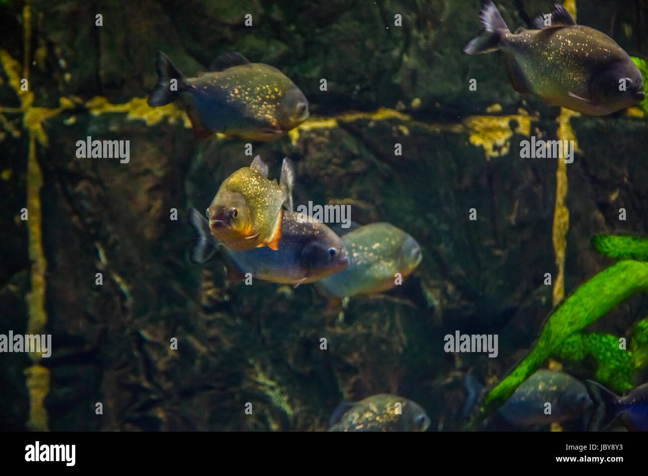 Tropical fish piranha with algae in blue water. Beautiful background of ...
