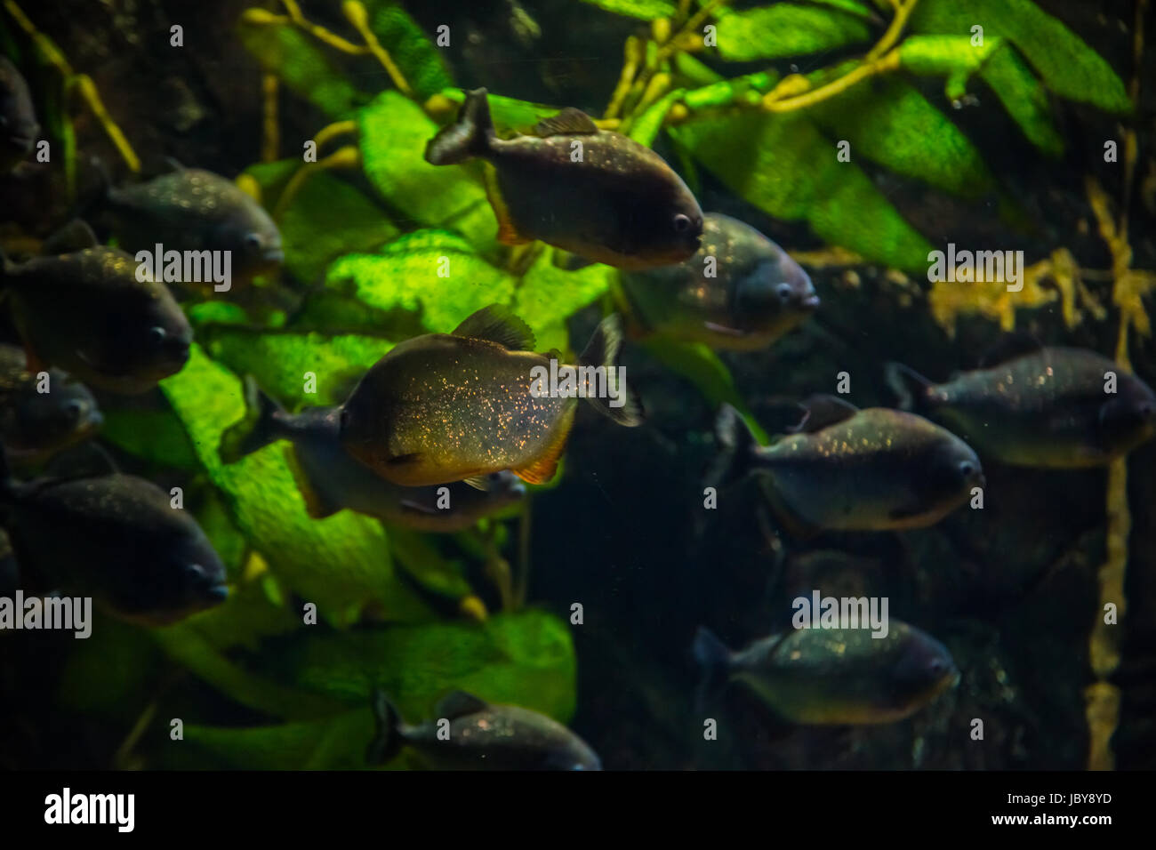 Tropical fish piranha with algae in blue water. Beautiful background of ...