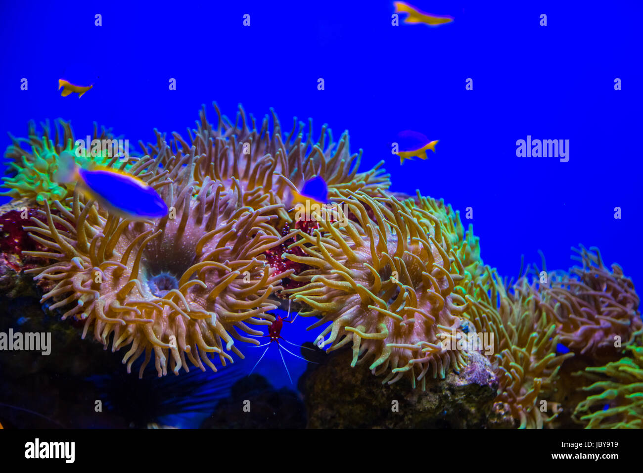 Algae underwater ocean sea scuba hi-res stock photography and images - Alamy