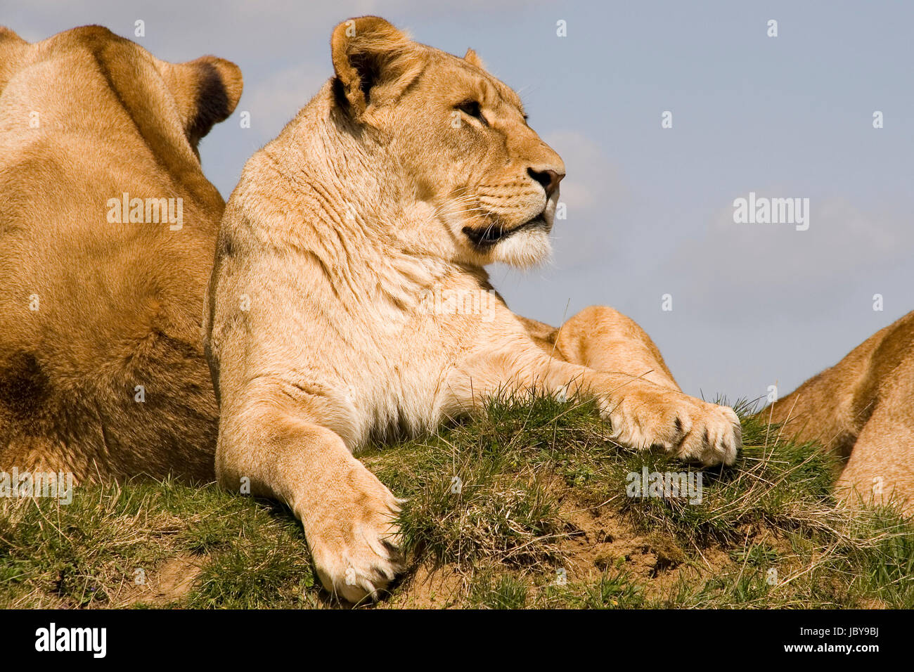 Lioness lying down hi-res stock photography and images - Alamy