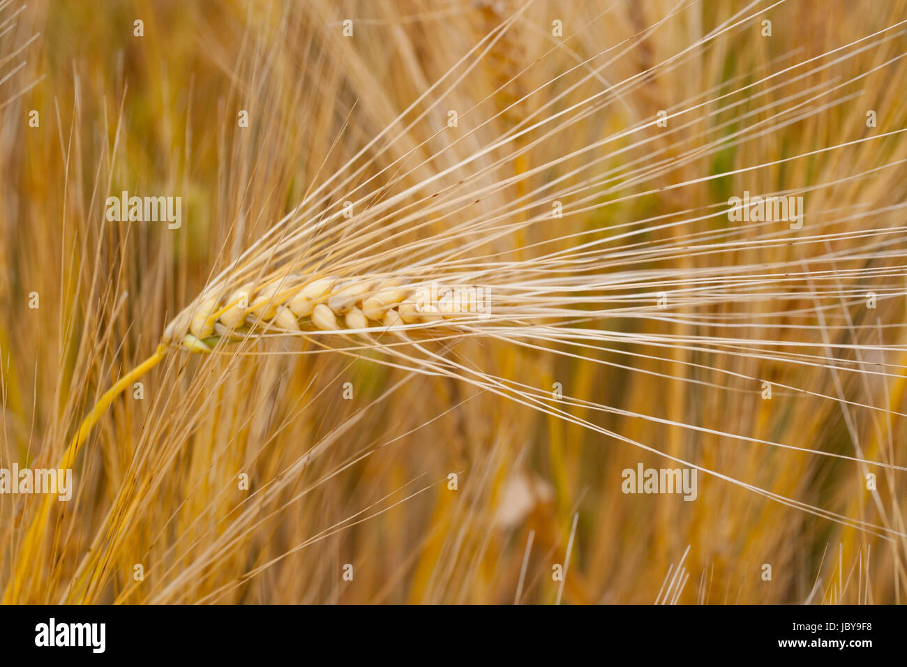 Waechst hi-res stock photography and images - Alamy