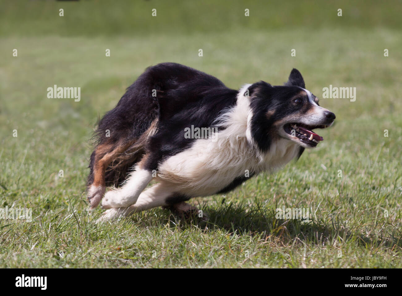 Dog running with sheep hi-res stock photography and images - Alamy Dog running with sheep hi-res stock photography and images - Alamy