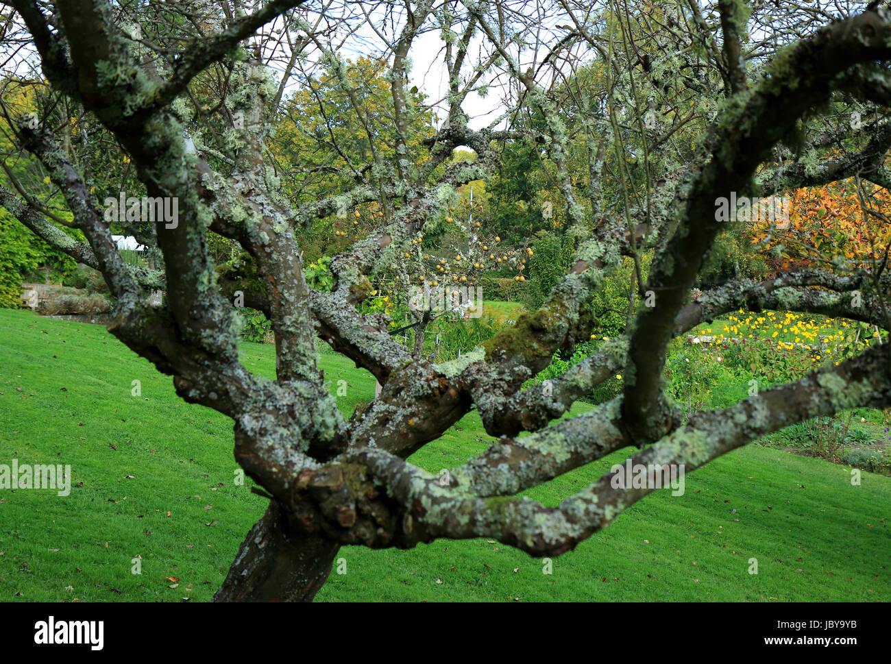 A garden with an old tree in the foreground and bushes and trees in the ...
