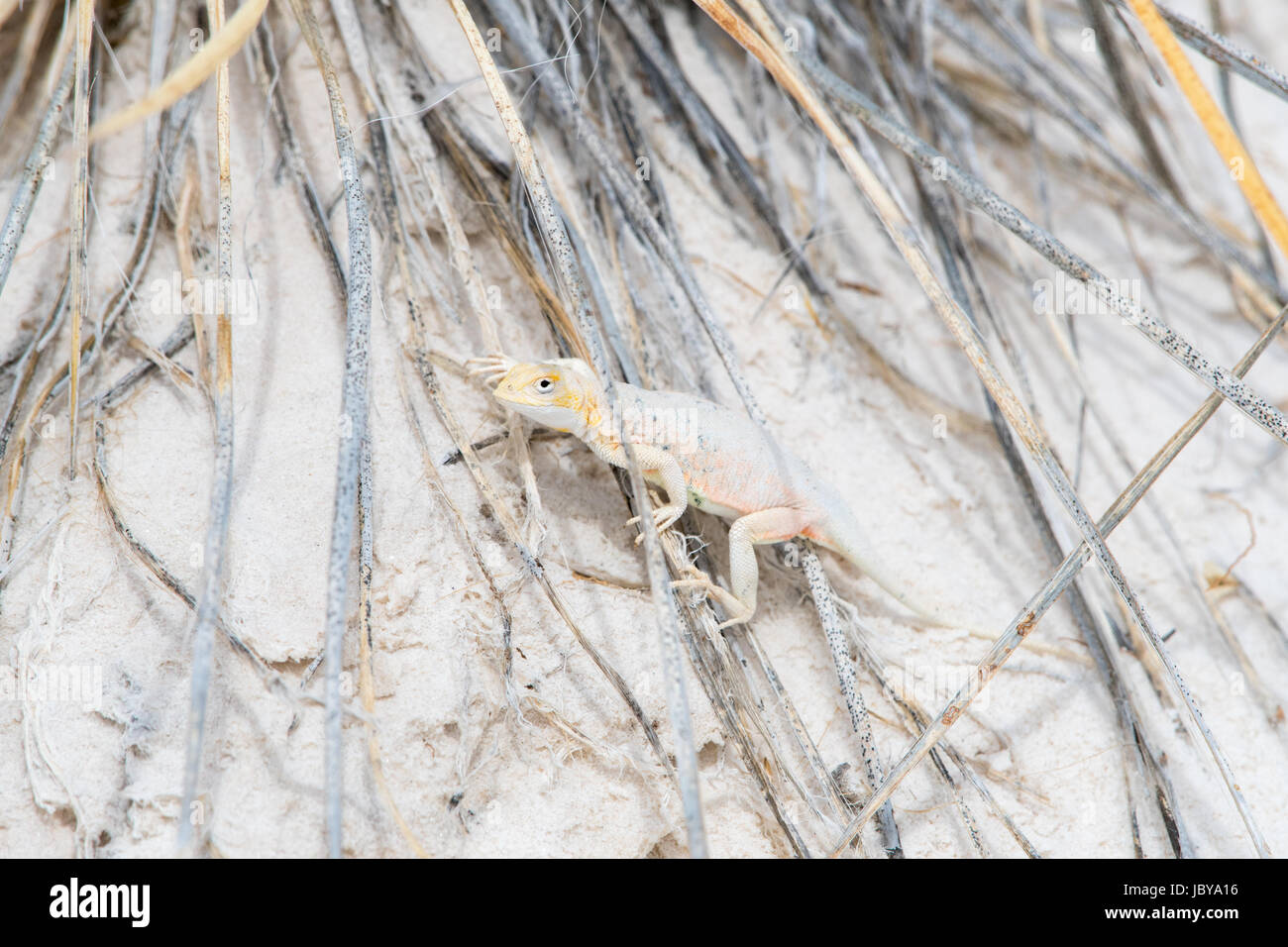 Bleached Earless lizard, (Holbrookia maculata ruthveni), White Sands ...