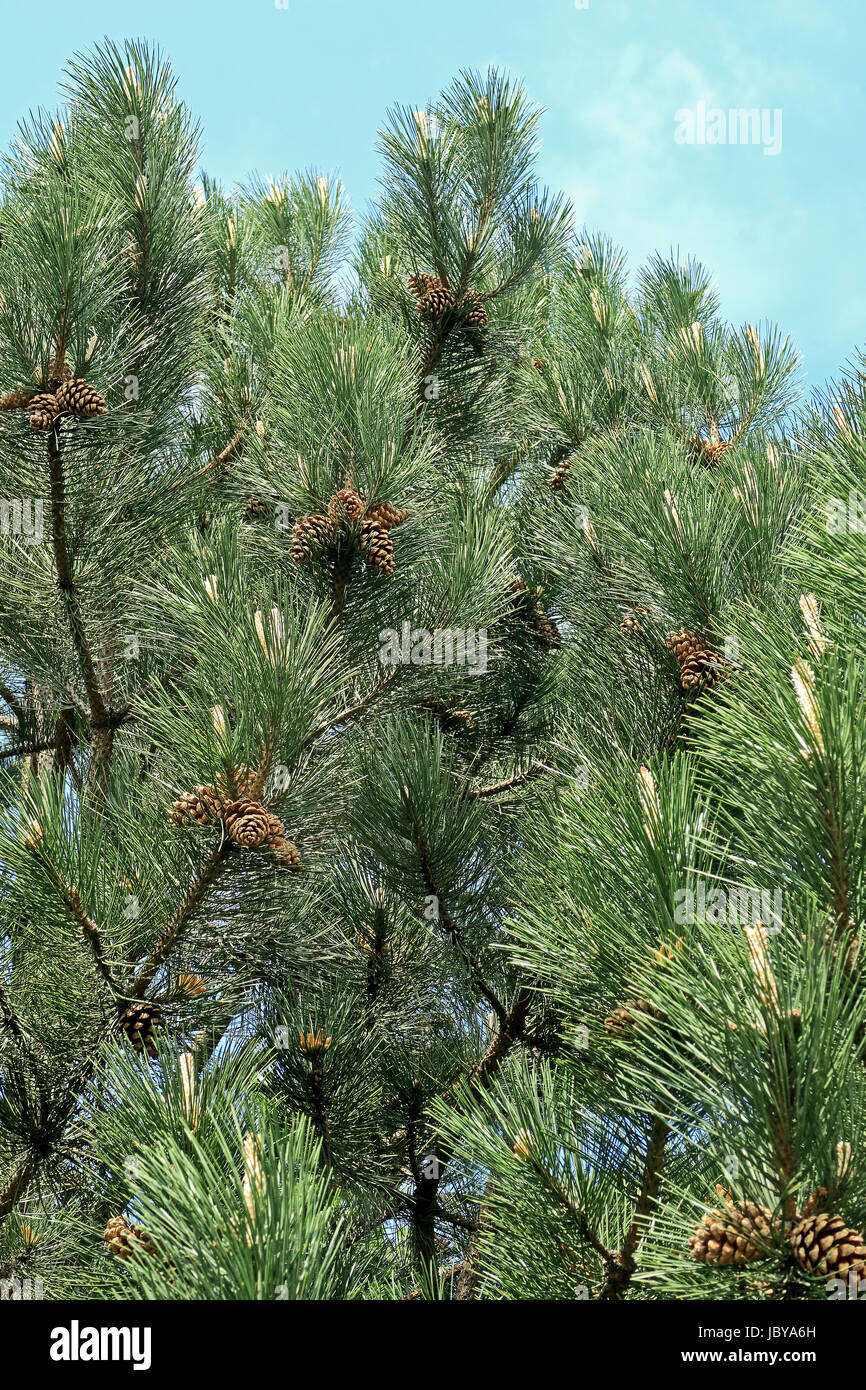 A small pine tree Stock Photo - Alamy