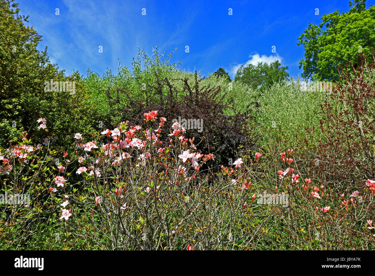 A garden scene with flowers surrounded by trees and bushes Stock Photo ...