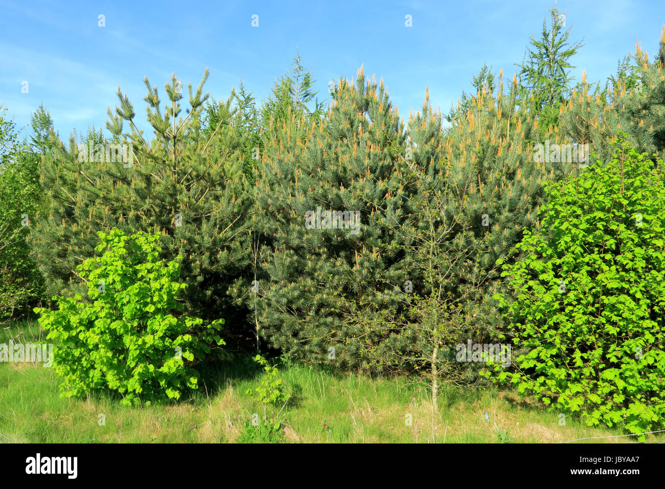 A beautiful woodland scene Stock Photo - Alamy