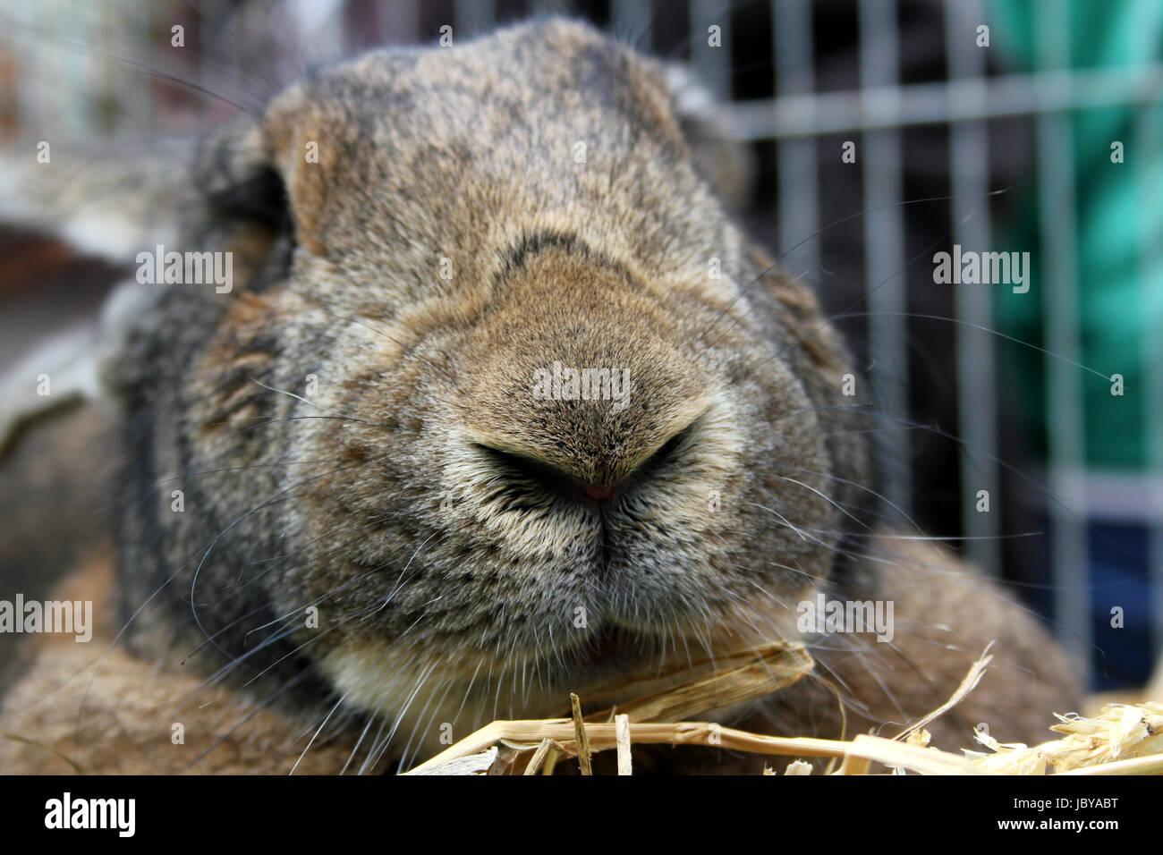 Curious rabbits hi-res stock photography and images - Alamy