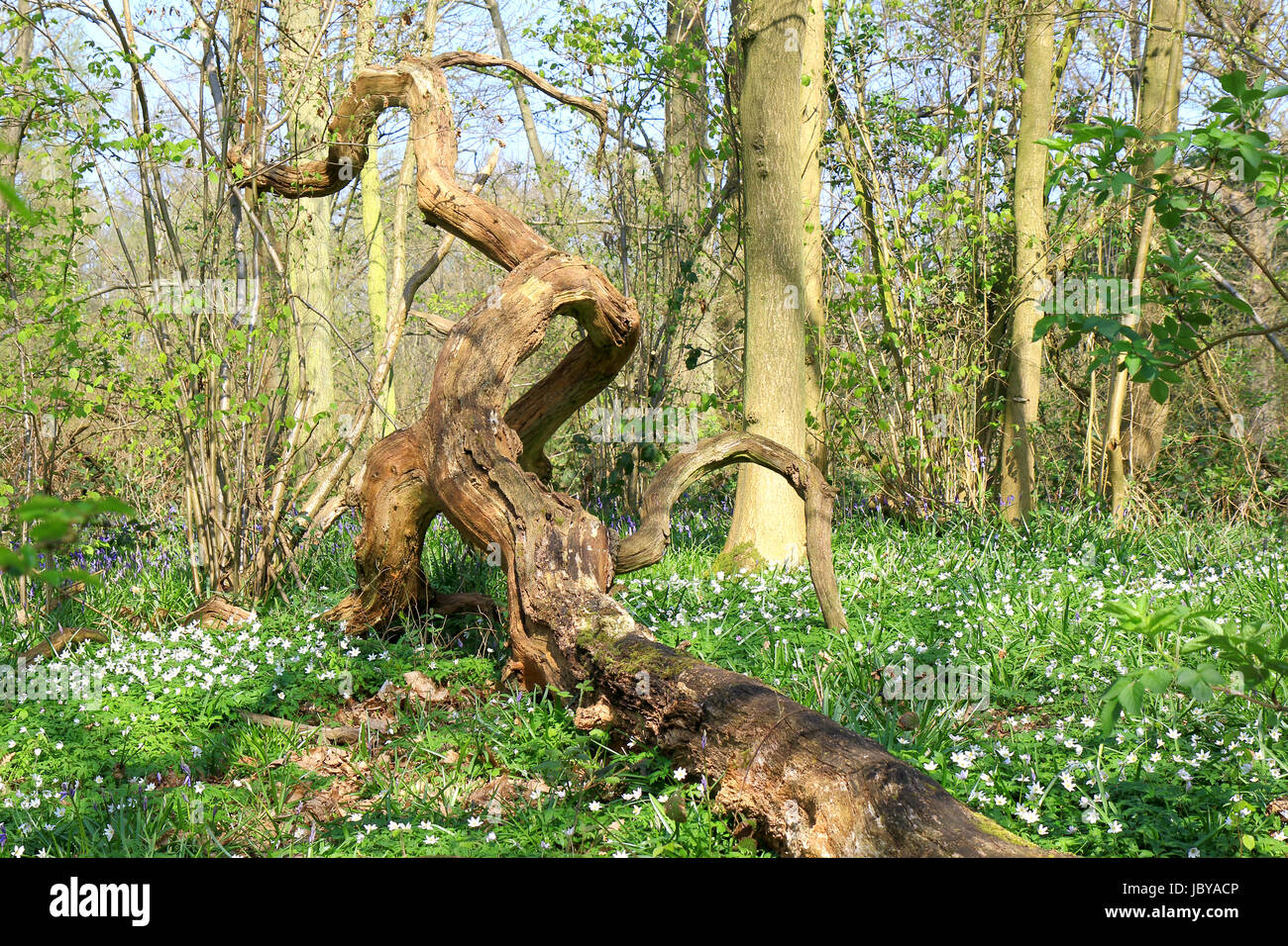 A woodland scene with an old fallen tree Stock Photo - Alamy