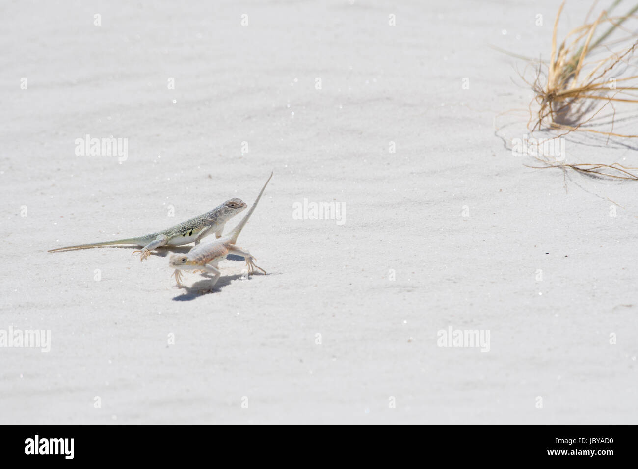 Bleached Earless lizard, (Holbrookia maculata ruthveni), White Sands ...