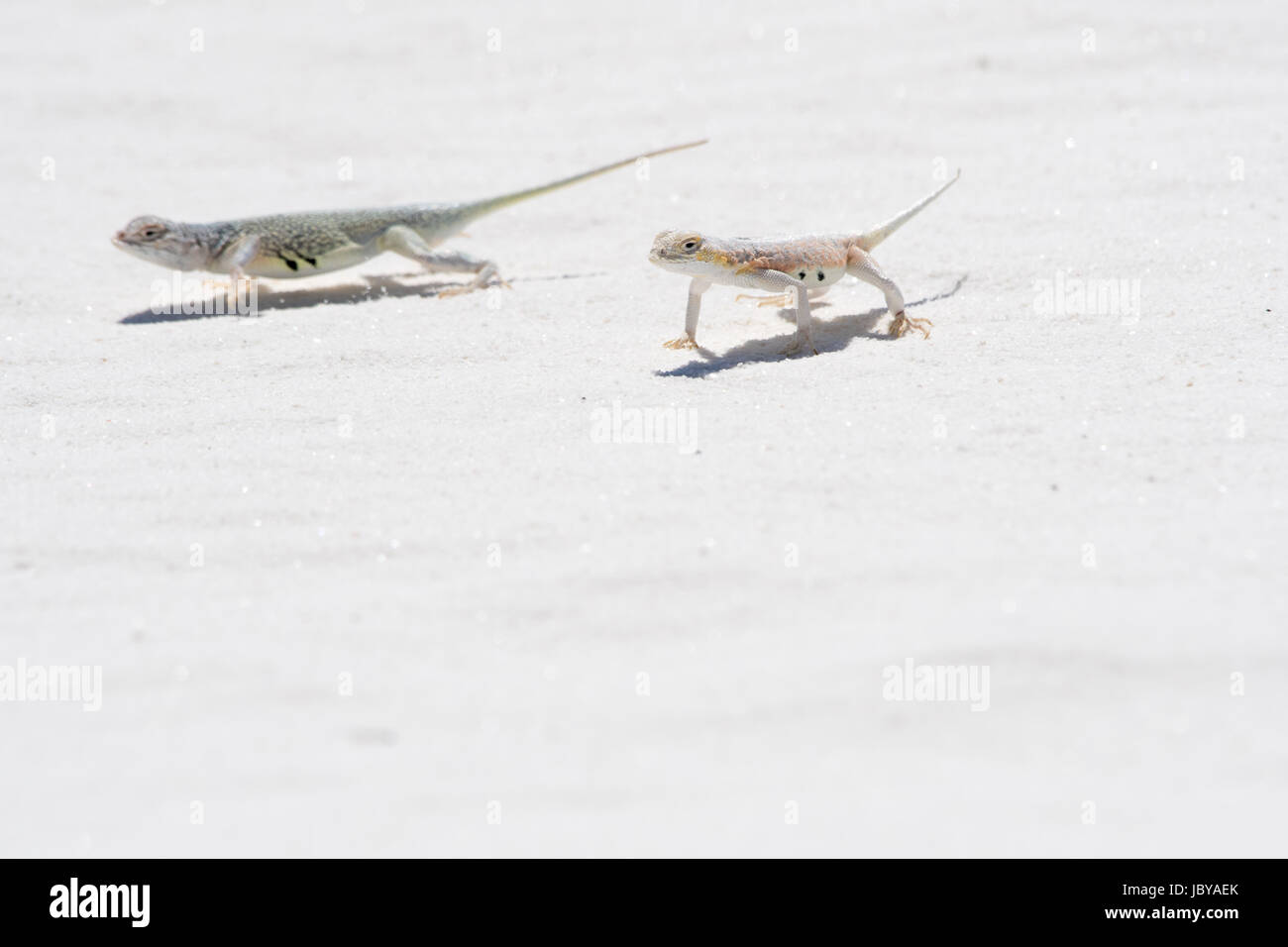 Bleached Earless lizard, (Holbrookia maculata ruthveni), White Sands ...