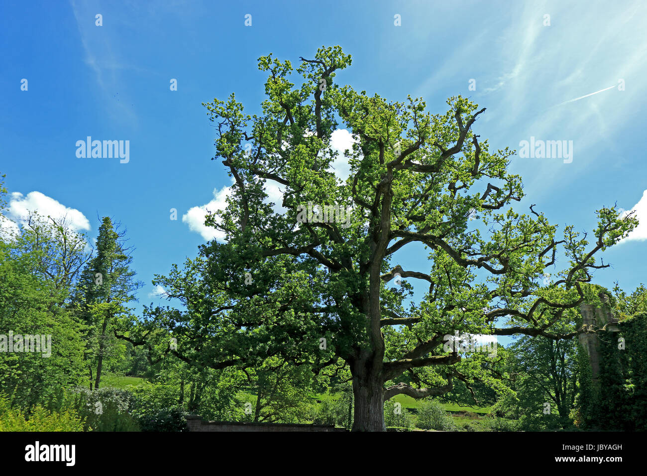 A woodland scene of a tall tree with many branches Stock Photo - Alamy