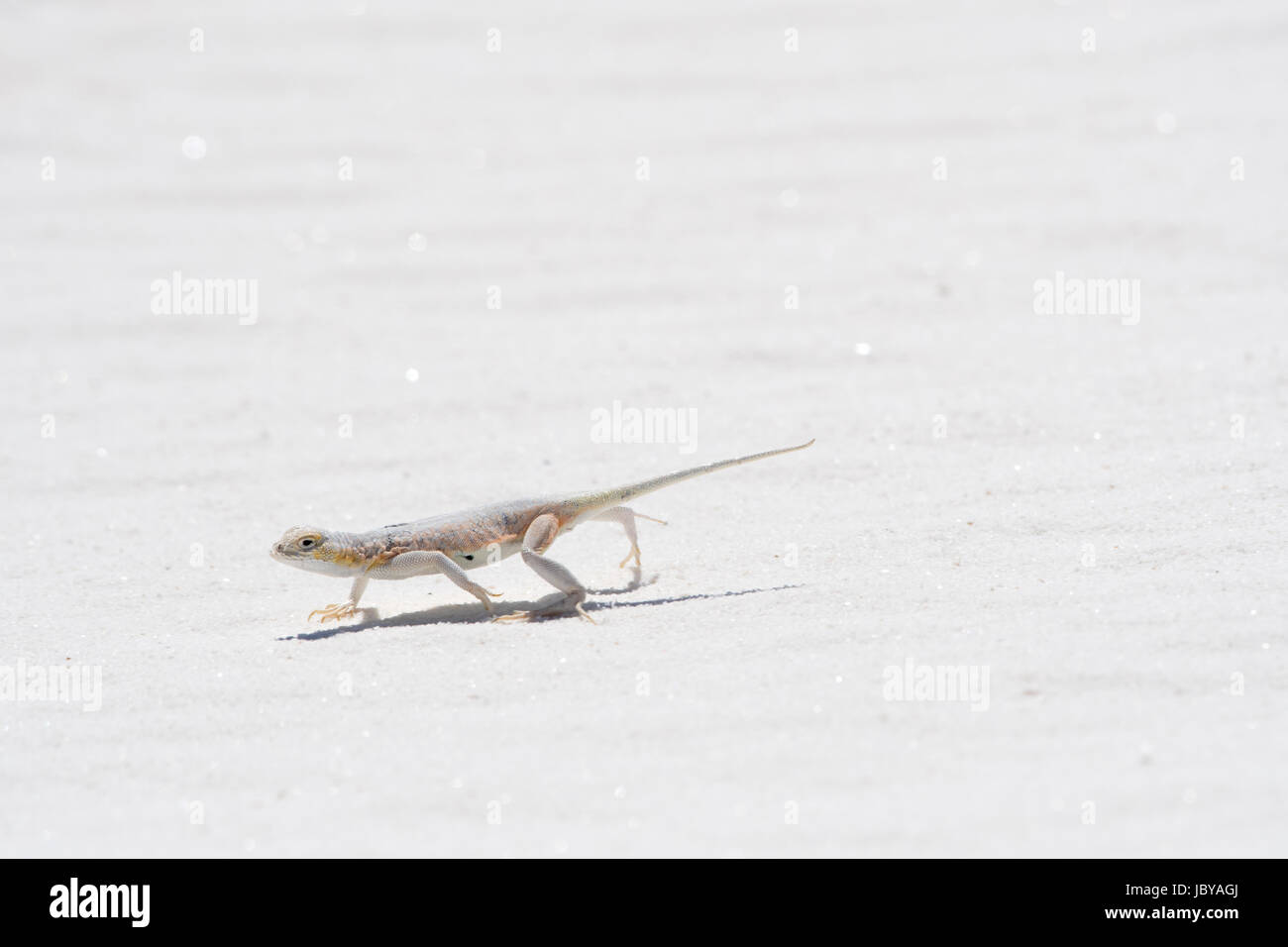 Bleached Earless lizard, (Holbrookia maculata ruthveni), White Sands ...