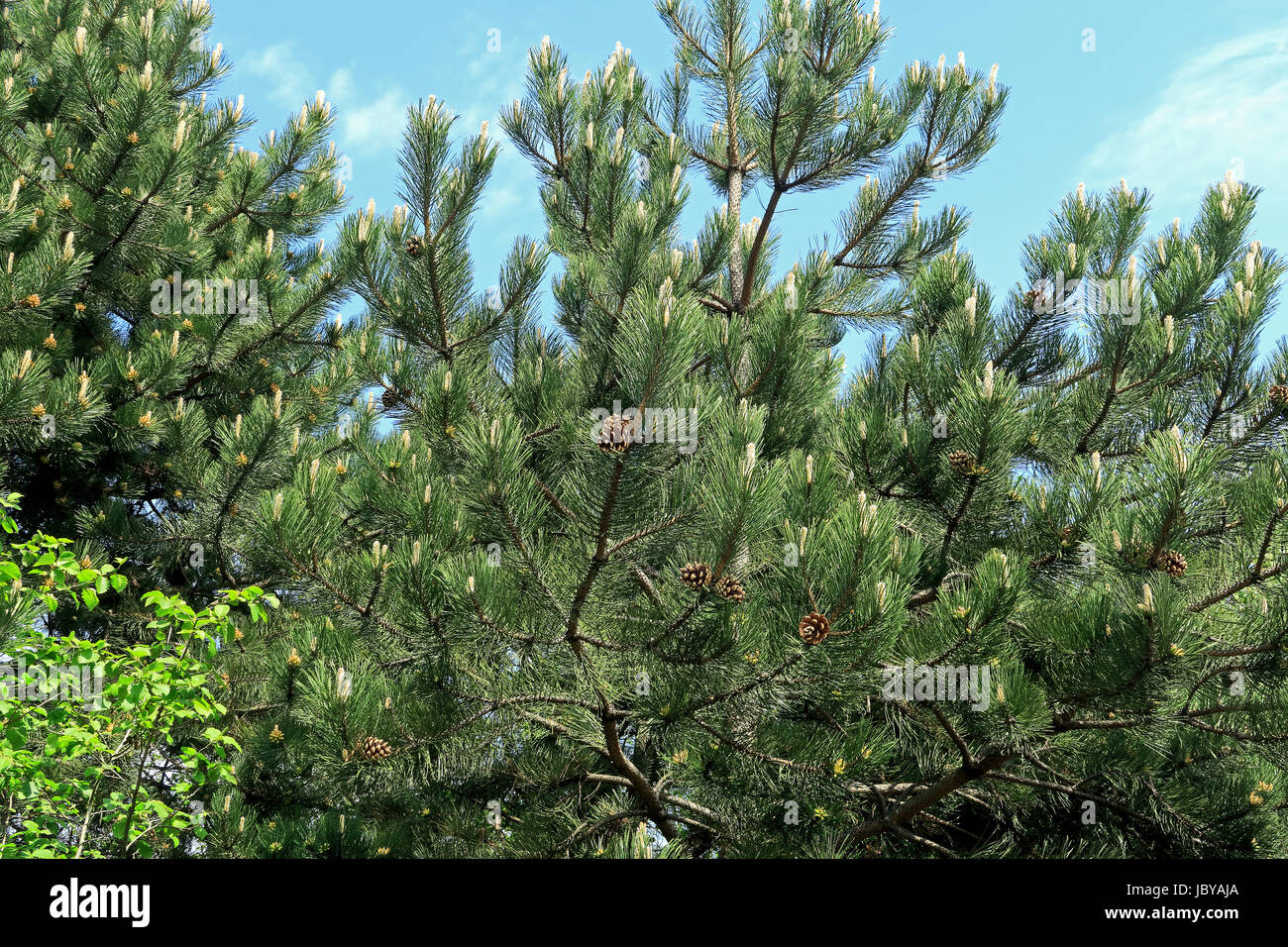 A woodland scene of pine cones and green needles Stock Photo - Alamy
