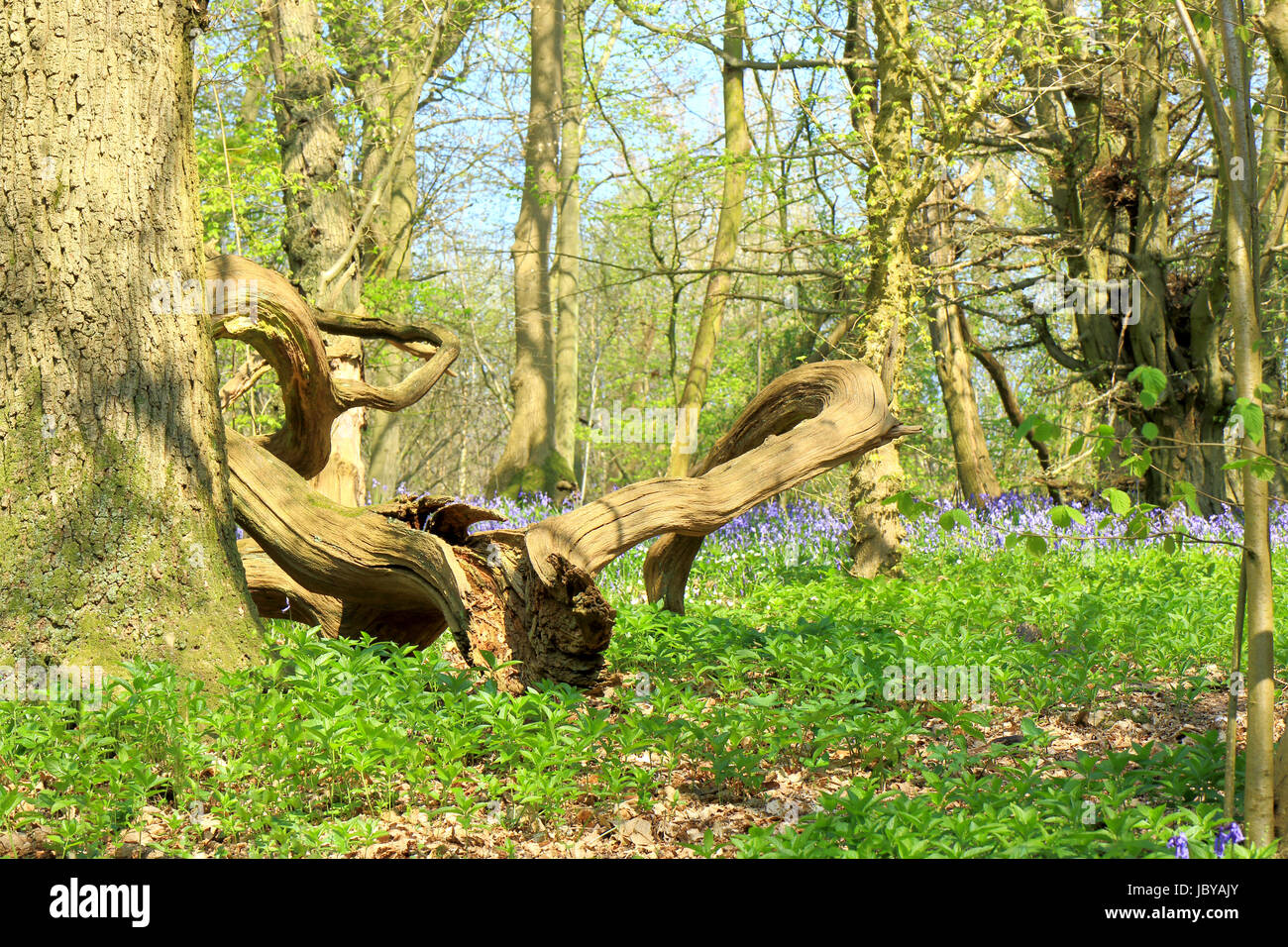 A view of the trees and bluebells in the woods Stock Photo - Alamy