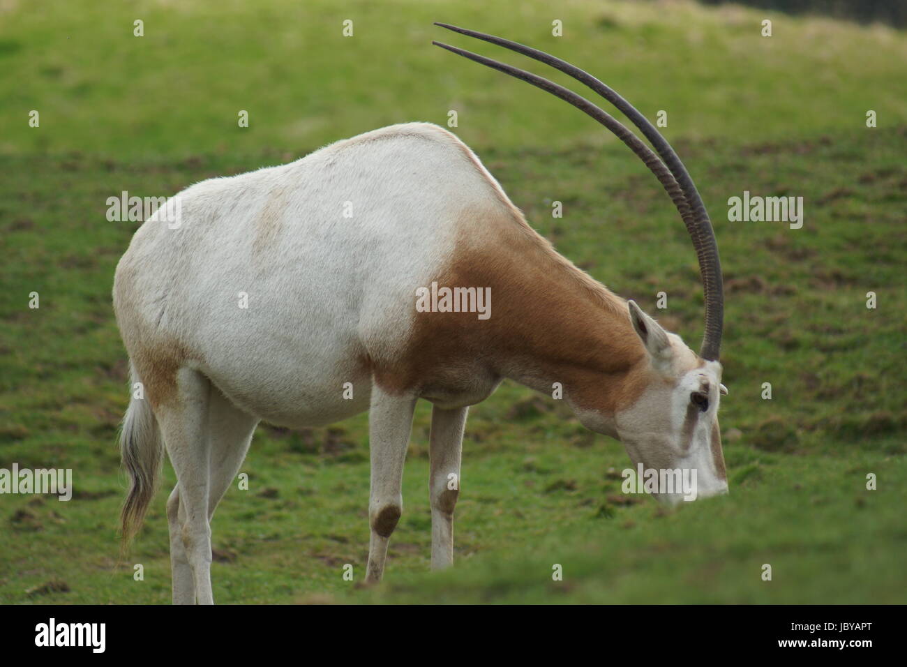Scimitar-Horned Oryx - Oryx dammah Stock Photo - Alamy