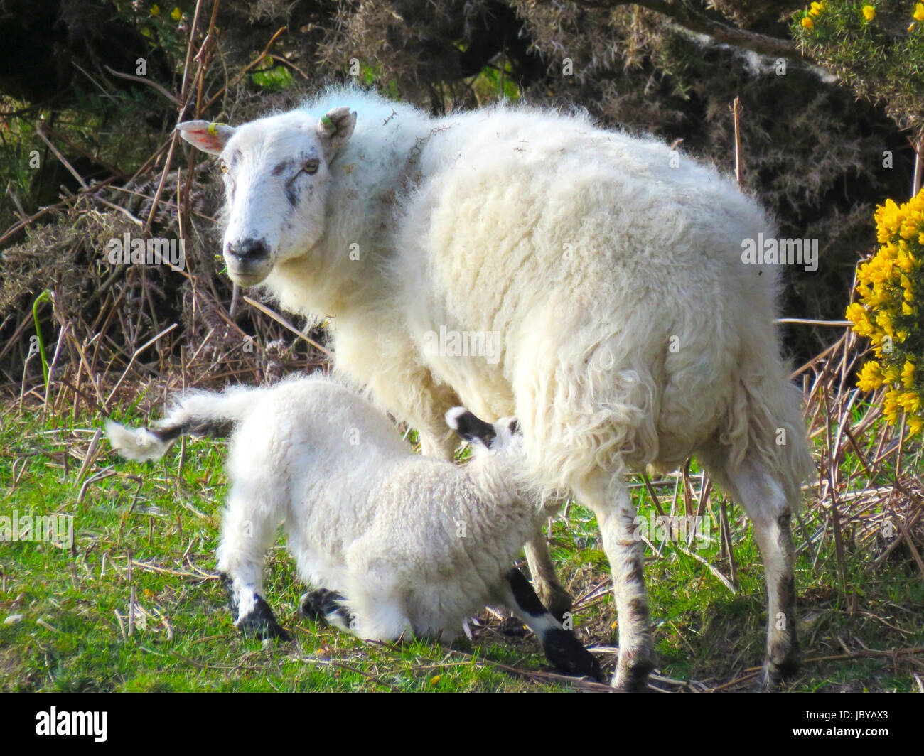 A mother sheep feeding her lamb on Dartmoor National Park, Devon ...