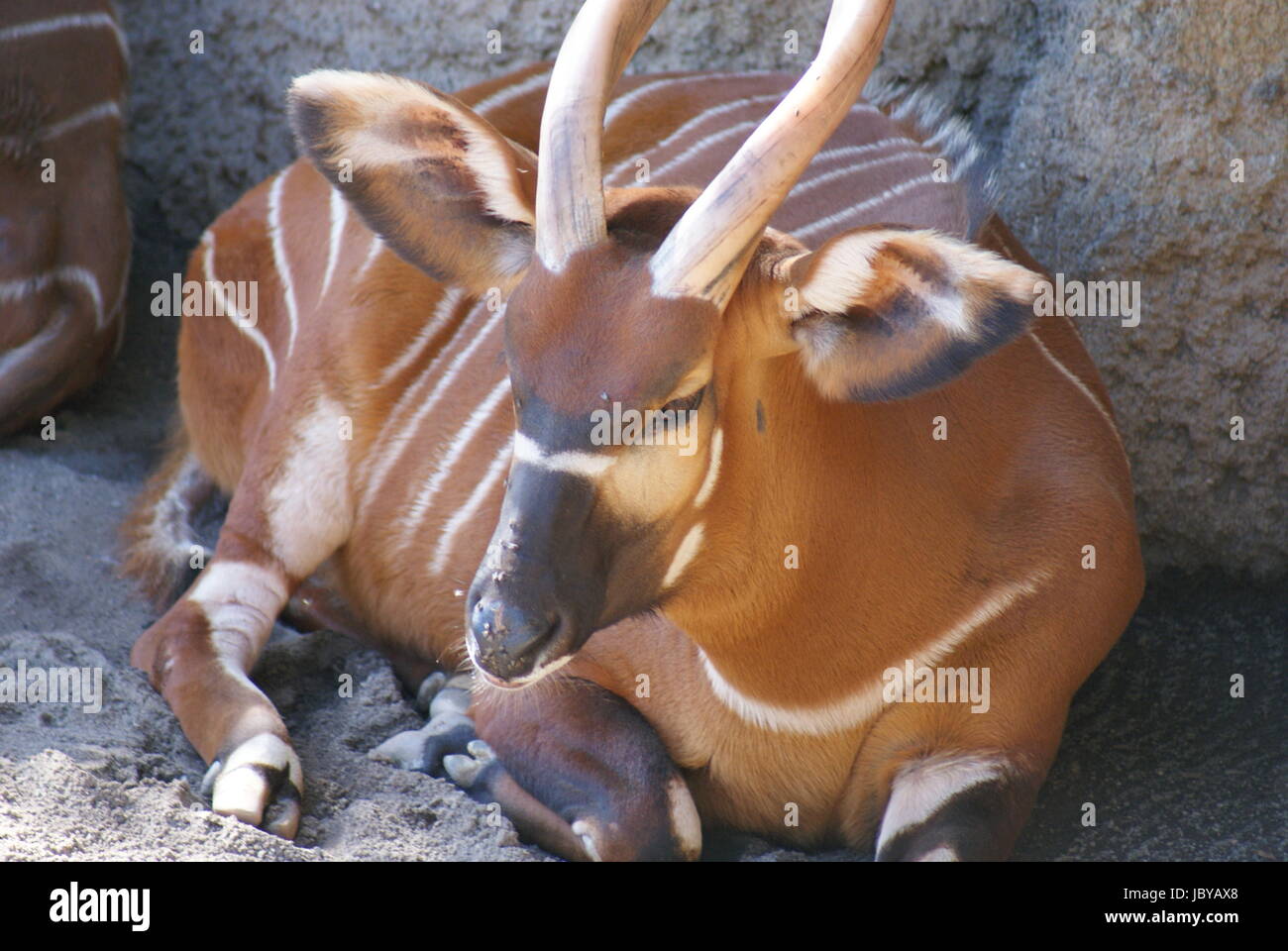 Eastern Bongo - Tragelaphus eurycerus isaaci Stock Photo - Alamy