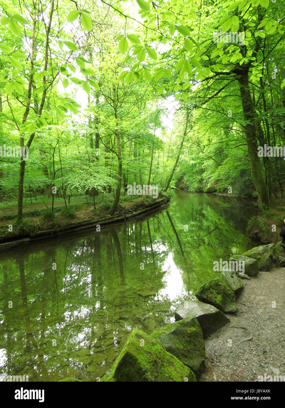 Plymbridge woods hi-res stock photography and images - Alamy