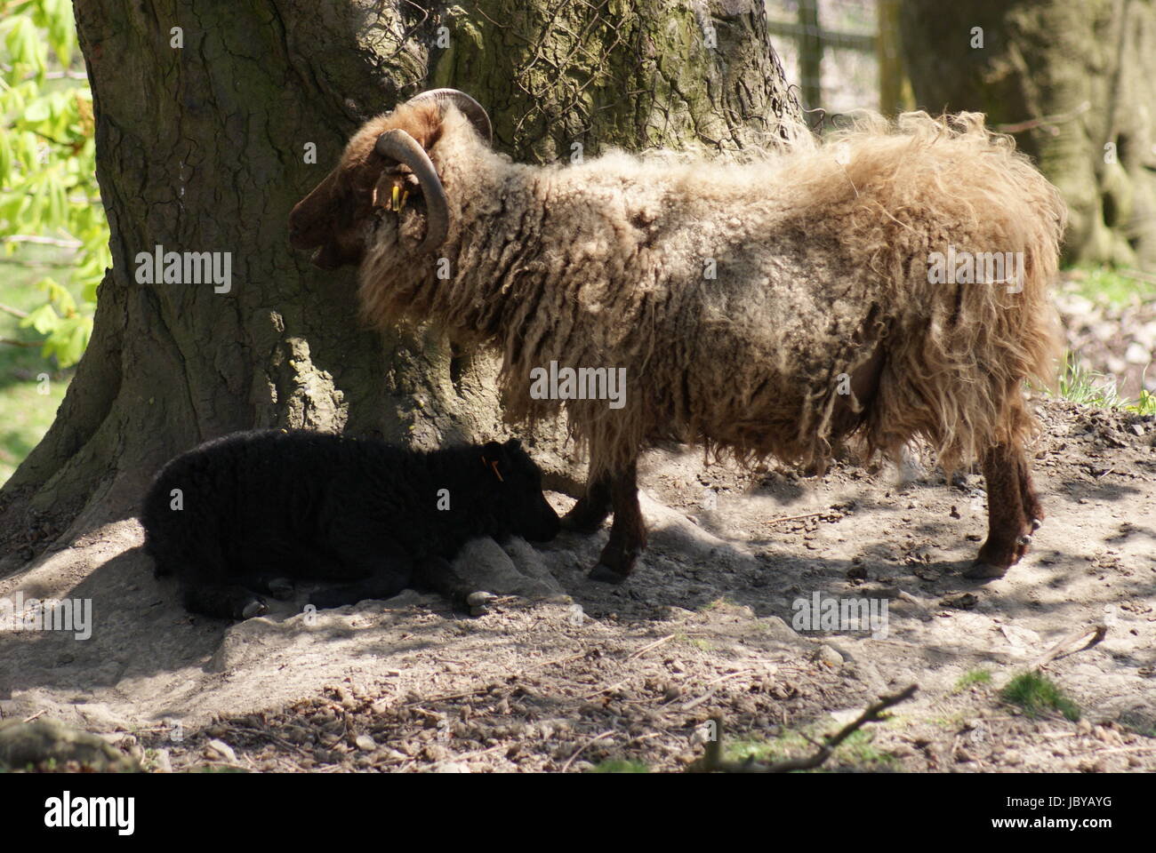 Ovis Aries - Icelandic Sheep Stock Photo - Alamy