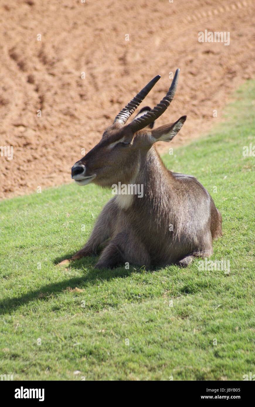 Waterbuck - Kobus ellipsiprymnus Stock Photo - Alamy