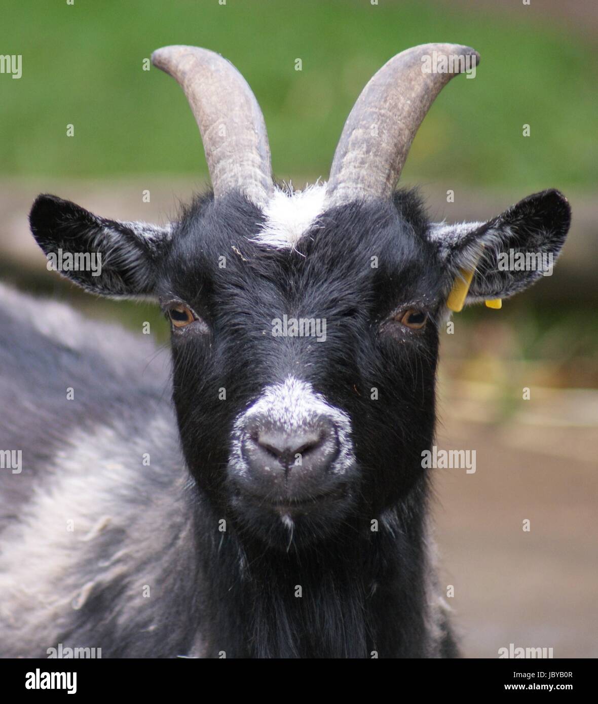 Pygmy Goat - Capra aegagrus Stock Photo - Alamy