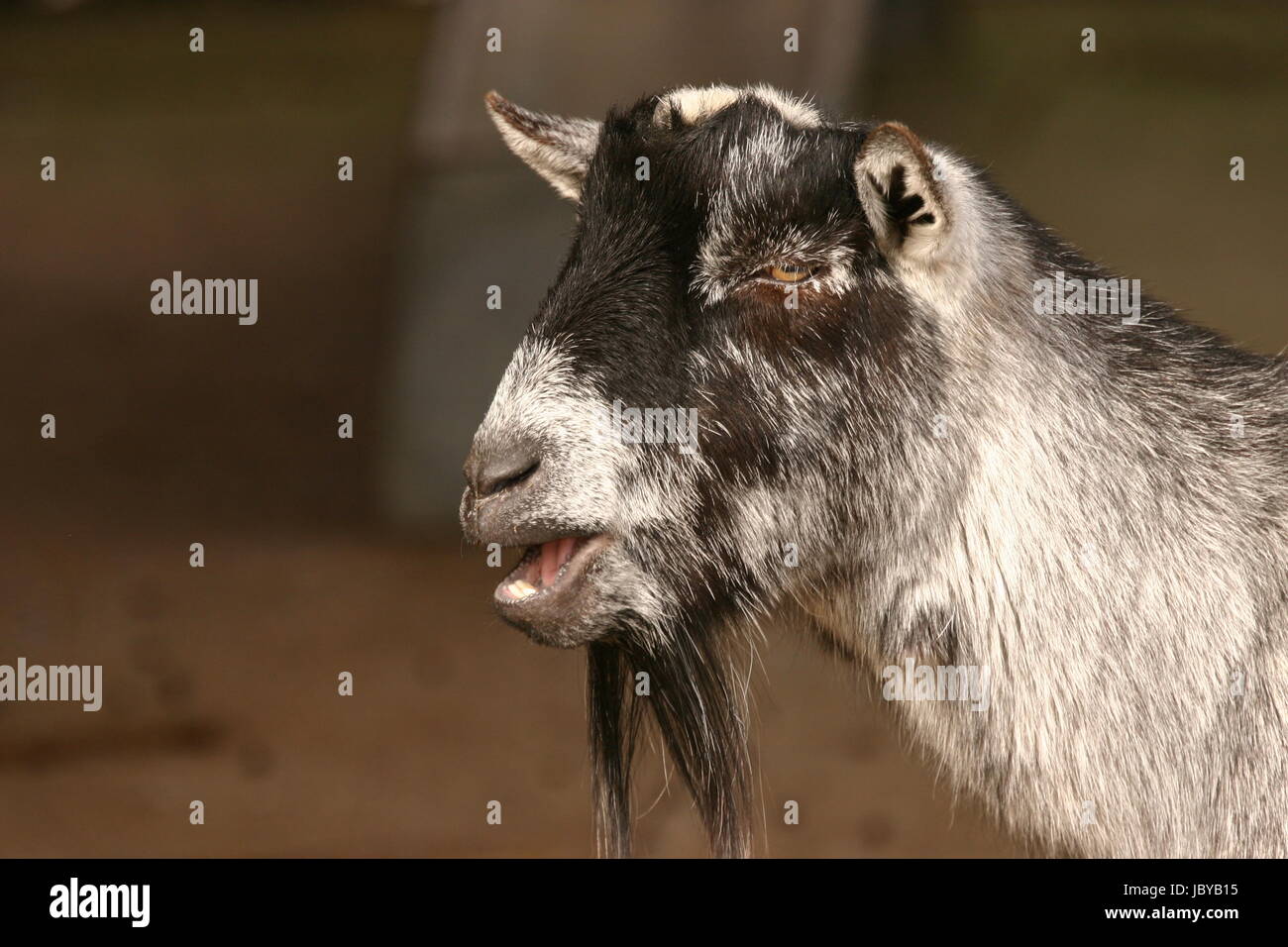 Pygmy Goat - Capra aegagrus Stock Photo - Alamy