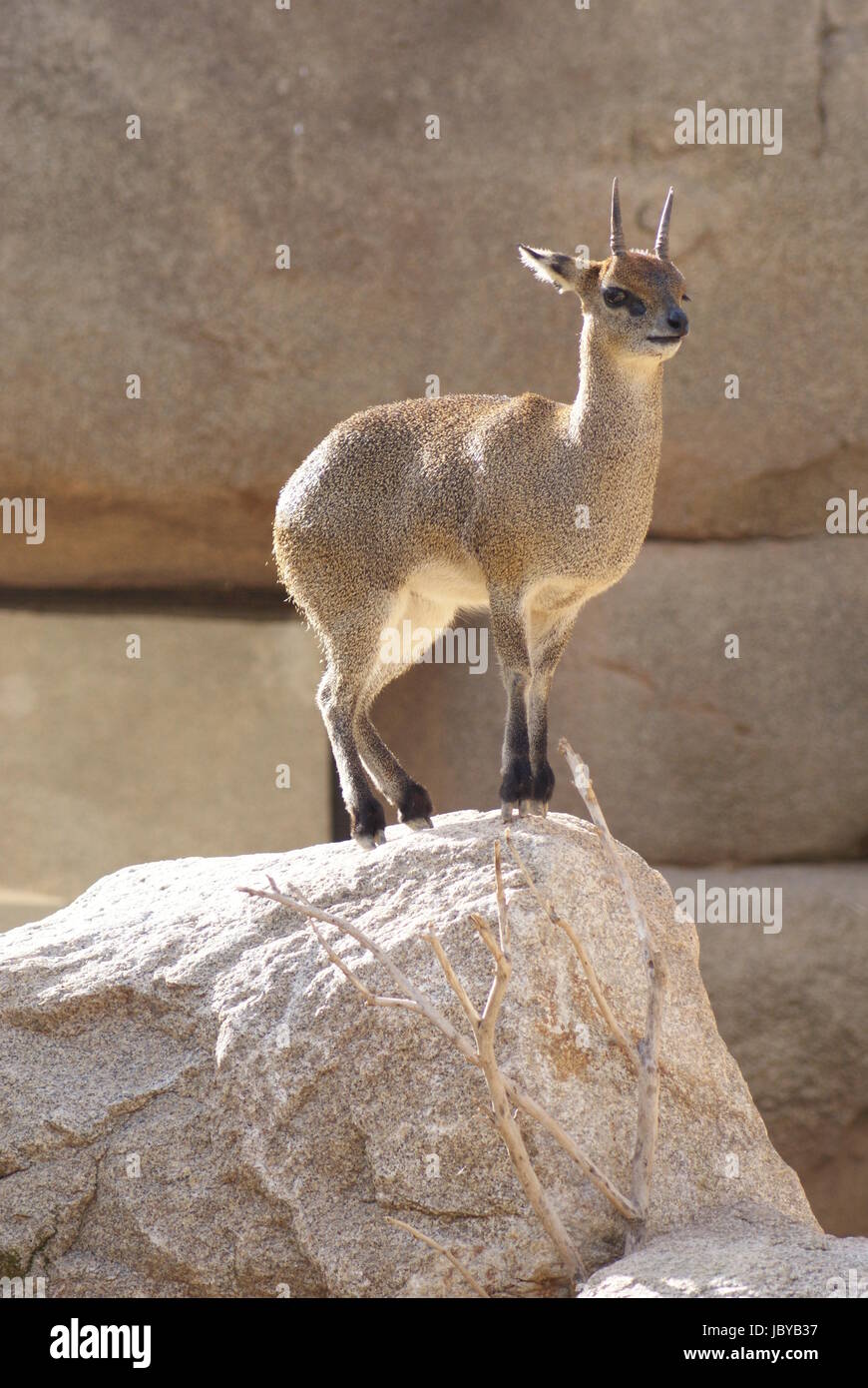 Klipspringer antelope buck hi-res stock photography and images - Alamy