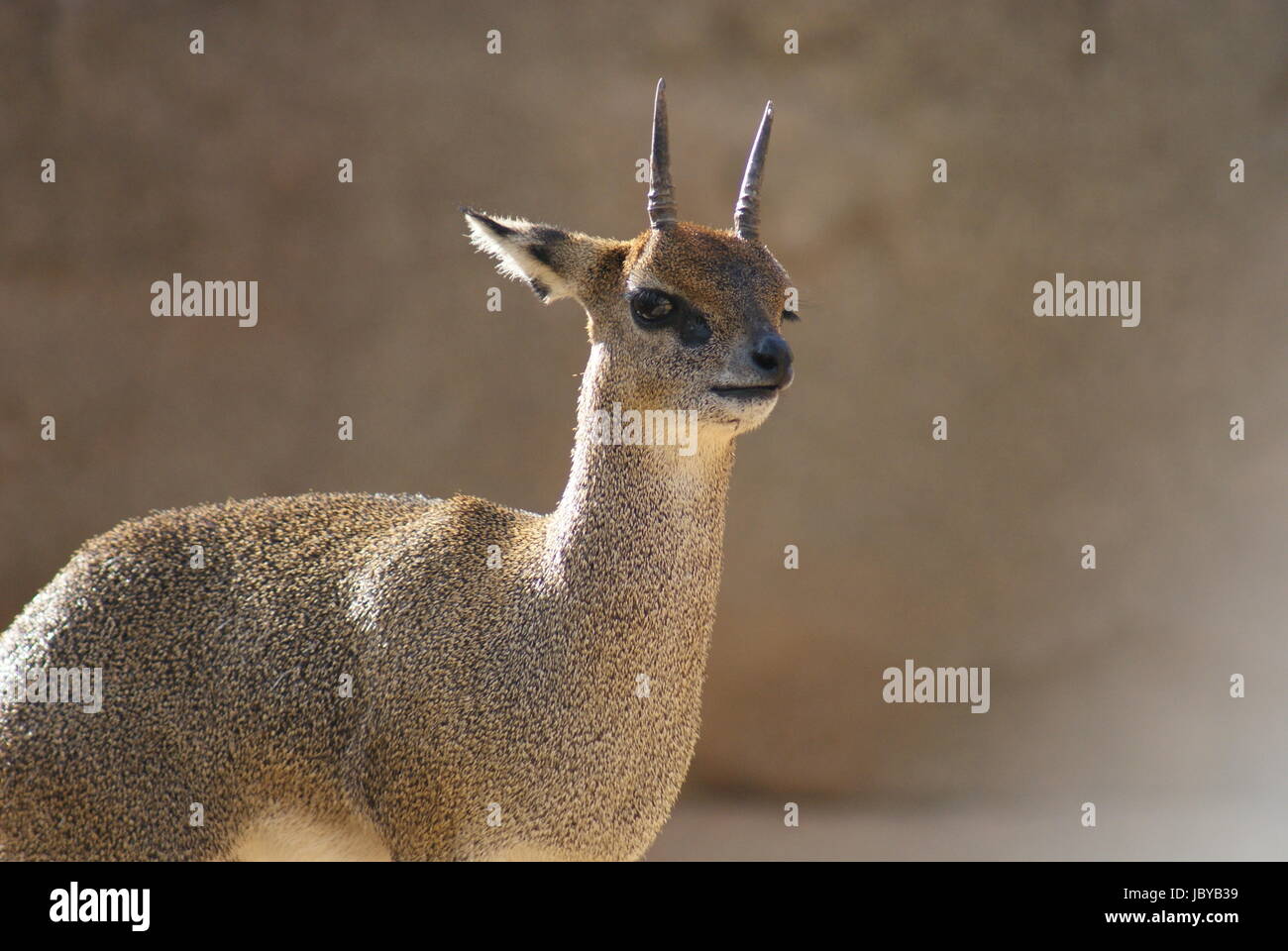 Klipspringer antelope buck hi-res stock photography and images - Alamy
