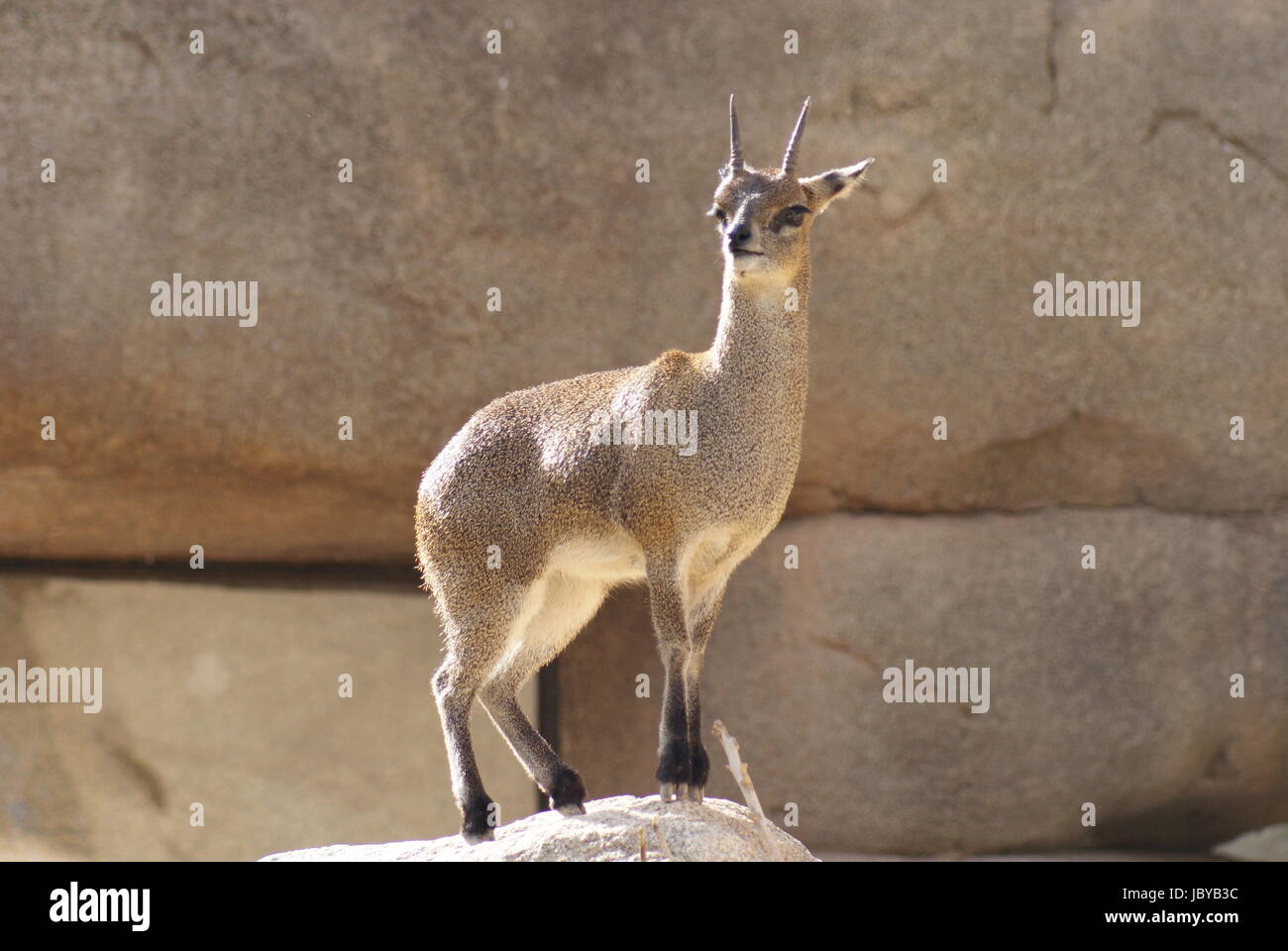 Klipspringer antelope buck hi-res stock photography and images - Alamy