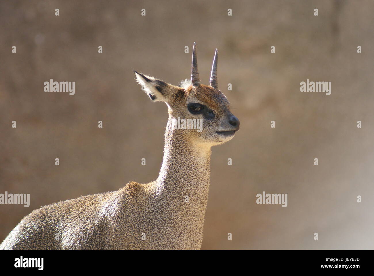Klipspringer antelope buck hi-res stock photography and images - Alamy