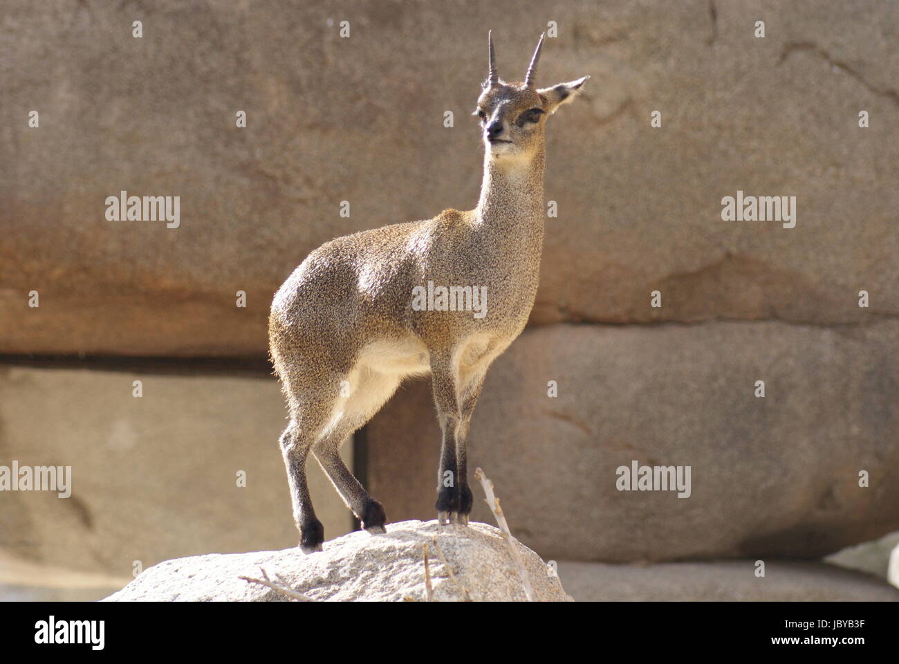 Klipspringer - Oreotragus oreotragus Stock Photo - Alamy