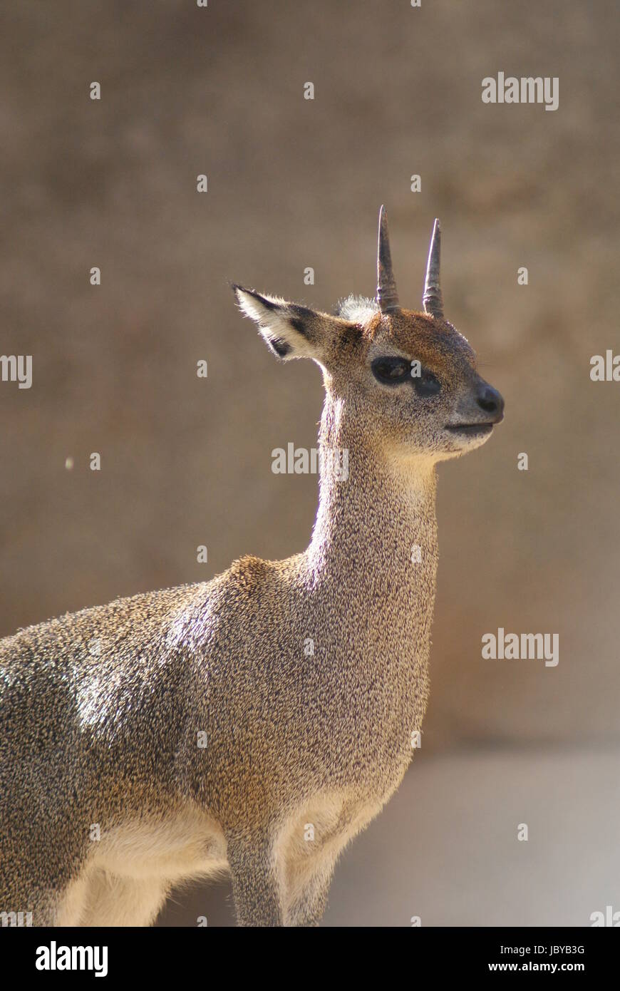 Klipspringer antelope buck hi-res stock photography and images - Alamy