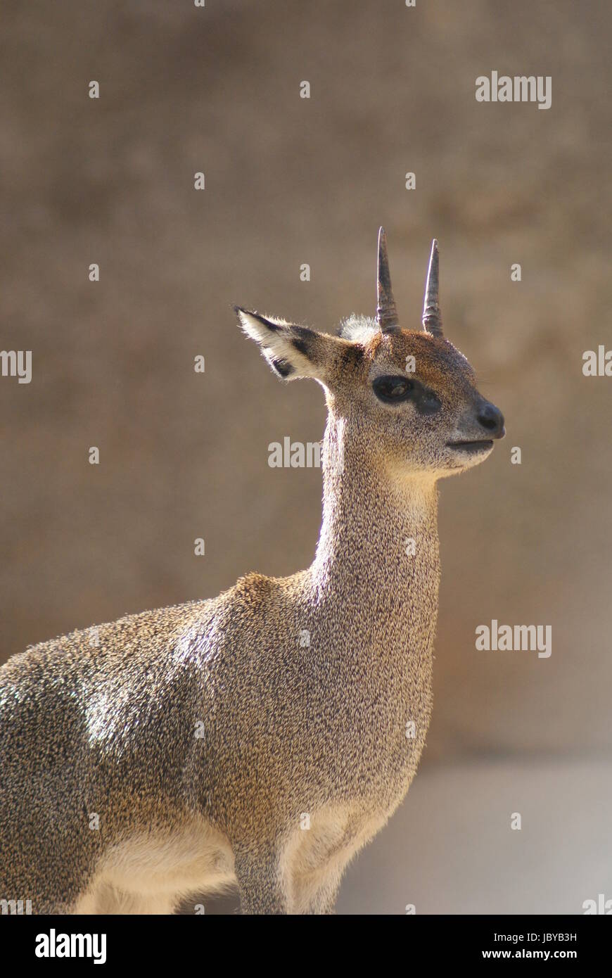 Safari south africa kruger national park kingdom hi-res stock photography and images - Alamy