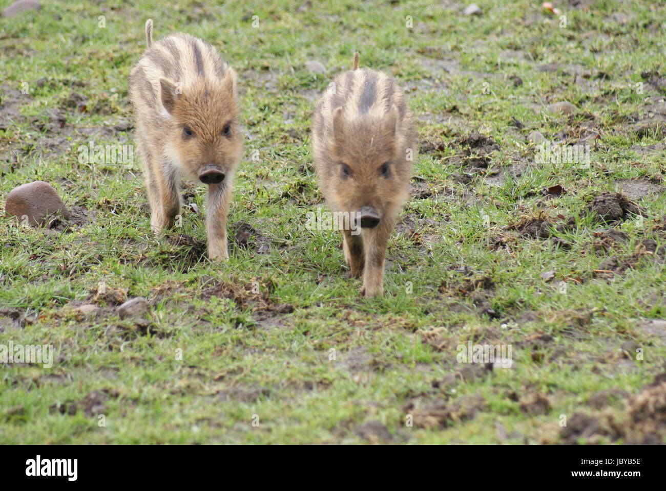 Small Wild Boar Piglet - Sus scrofa Stock Photo - Alamy